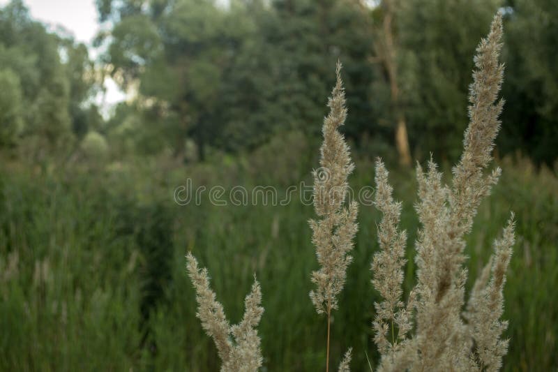 The bulrush close up. stock photo. Image of color, beauty - 326328800