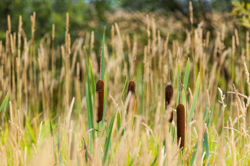 Bulrush stock image. Image of scene, common, typha, bulrush - 31570527