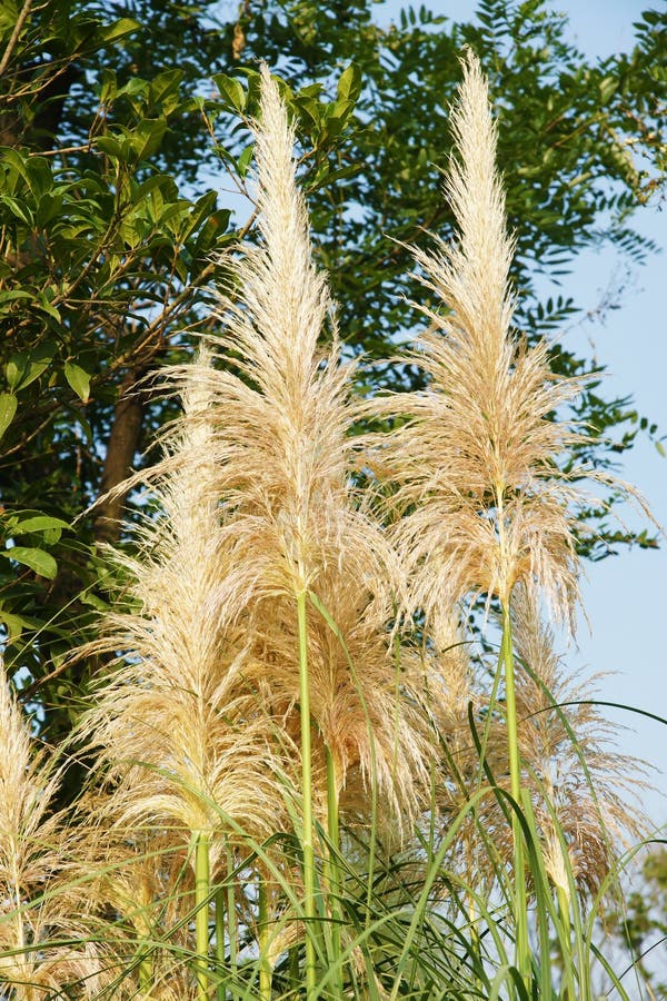 Bulrush flowers stock photo. Image of blooming, aquatic - 26852000