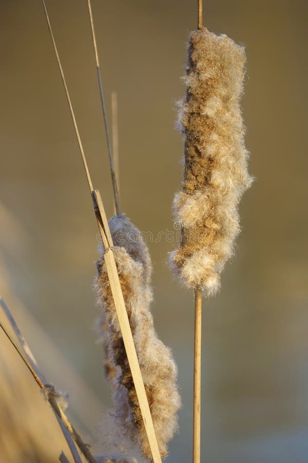 Bulrush fruit stock image. Image of closeup, orientalis - 87554685