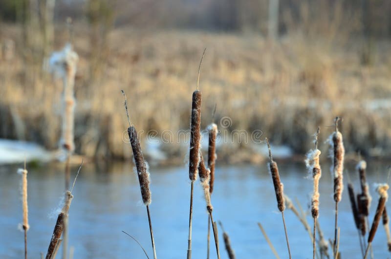 Bulrush stock image. Image of blue, head, botanical, background - 38697787