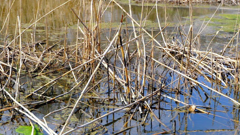 Bulrush on the lake stock photo. Image of quagmire, close - 179545710