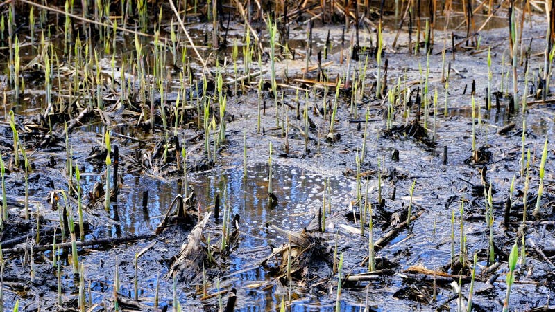 Bulrush on the lake stock image. Image of weed, marshland - 179545777