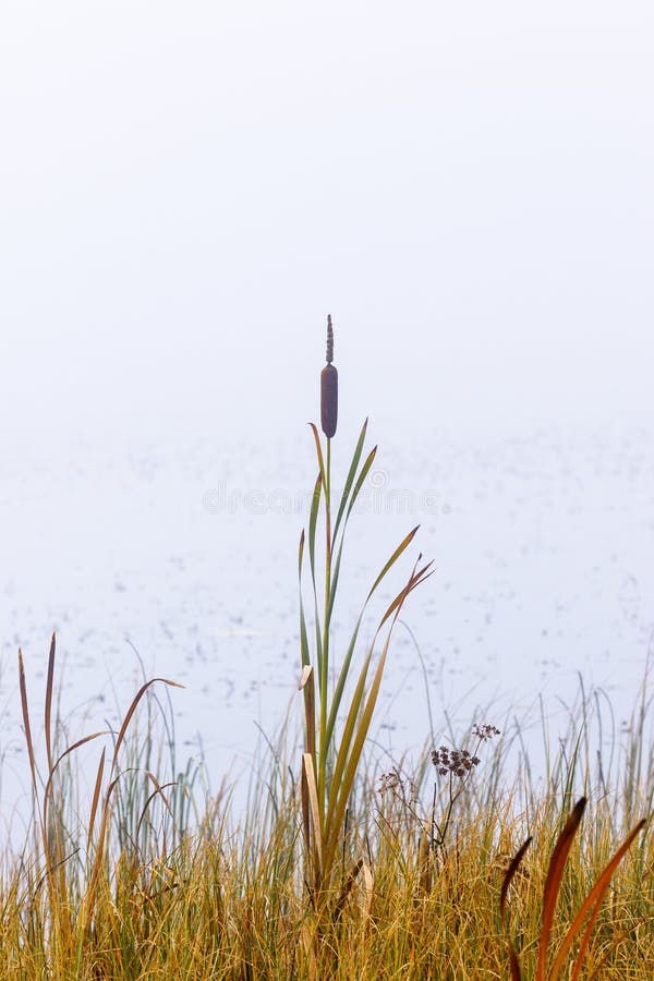 Bulrush on the lake stock image. Image of landscape - 179545551