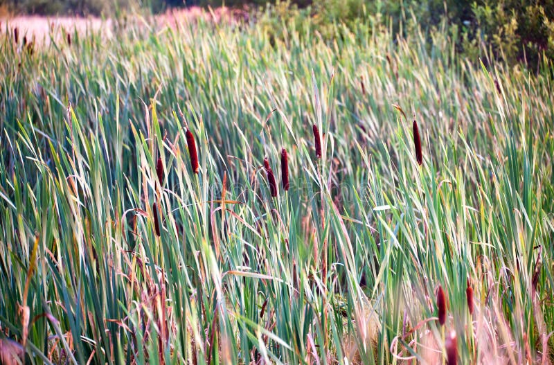 Bulrush in marsh stock image. Image of reed, head, herb - 20057521