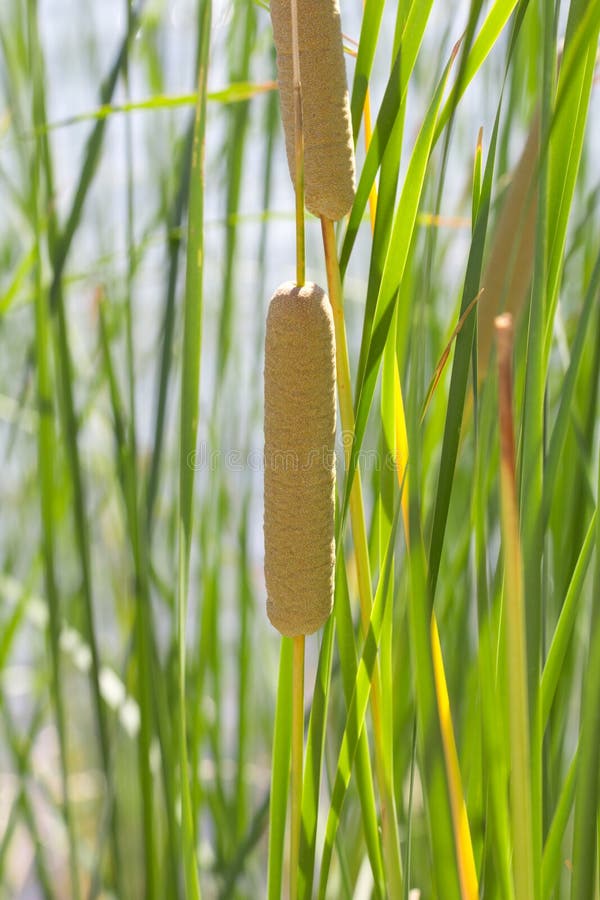 Bulrush in nature stock photo. Image of bulrush, stalk - 95487706