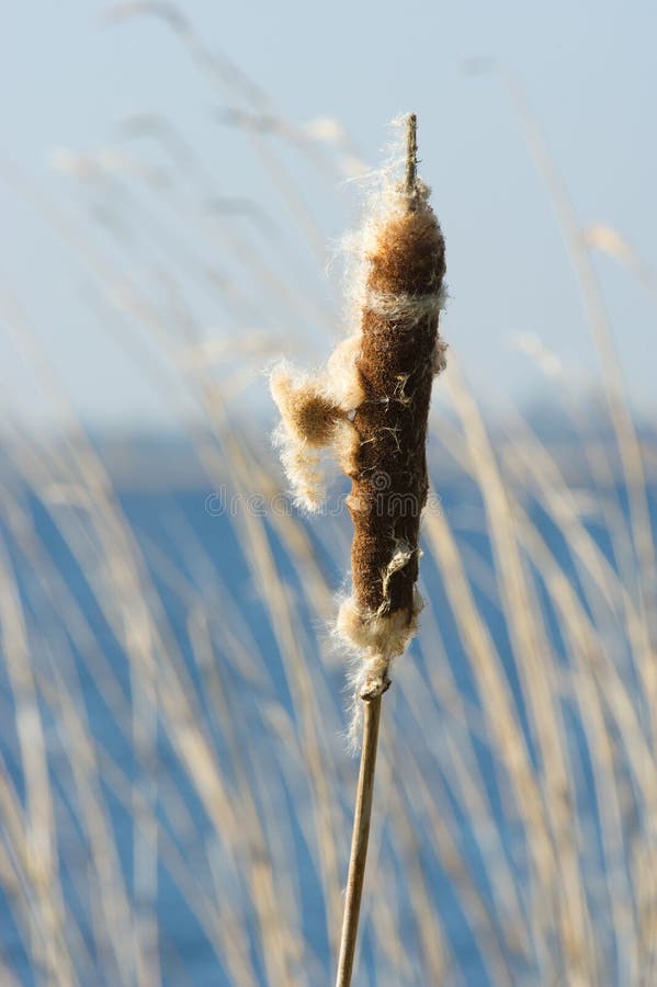 Bulrush near water stock photo. Image of water, landscape - 28666576
