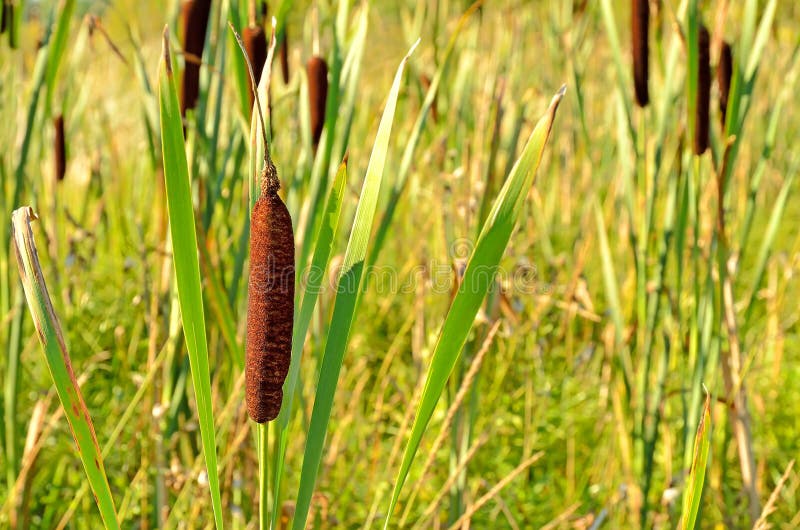 Bulrush plant stock image. Image of green, autumn, leaves - 26777819