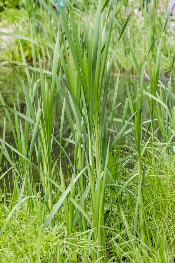 Bulrush plant stock image. Image of green, autumn, leaves - 26777819