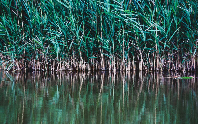 Bulrush plant stock image. Image of reedmace, close, scirpus - 26777819