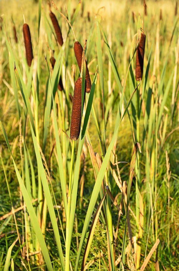 Bulrush plants stock photo. Image of nature, scirpus - 29552022