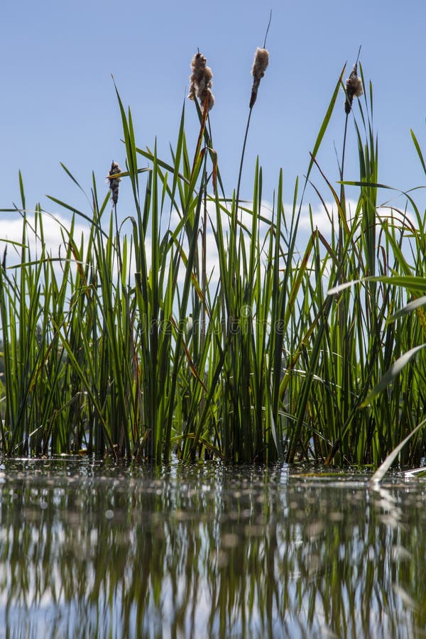 Bulrush plants stock photo. Image of fall, natural, grass - 29272118