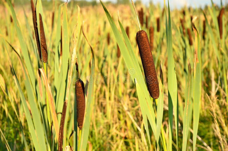 Bulrush plants stock image. Image of grass, environment - 29710045