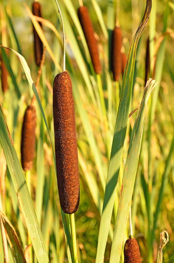 Bulrush plants stock photo. Image of beautiful, scene - 29748372