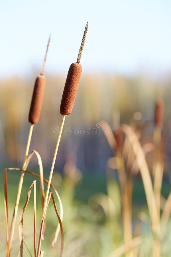 The bulrush stock image. Image of abstract, floral, contour - 18194943