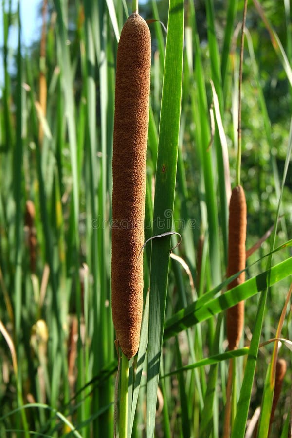 Bulrush plants stock image. Image of flora, beauty, environment - 44839893