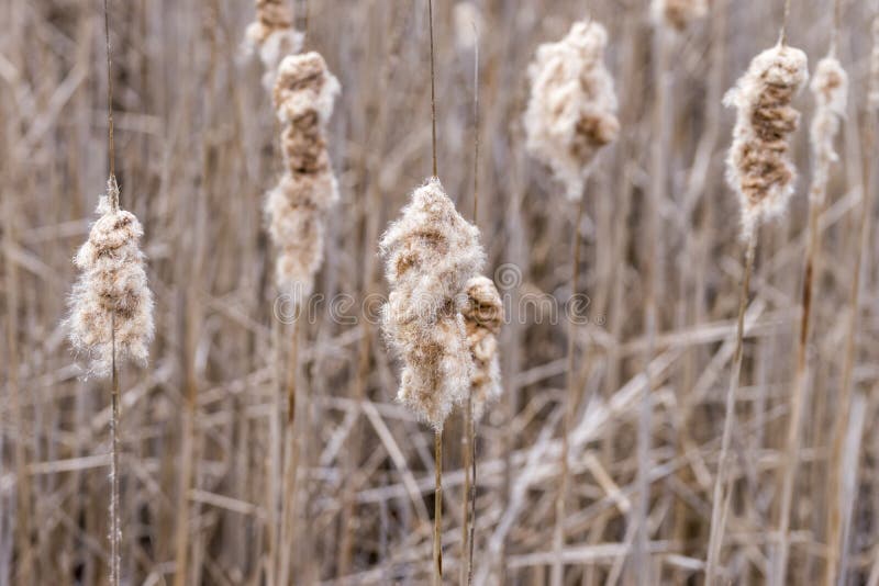 Bulrush Reeds in a Marshy Wilderness Area Stock Image - Image of bunch ...