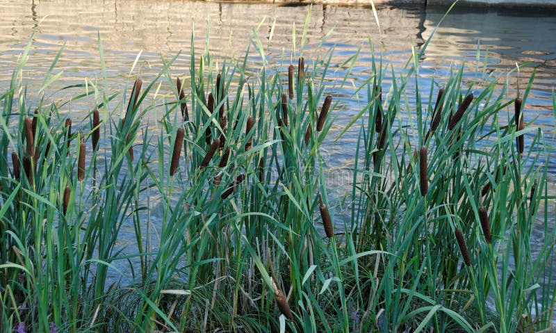 Bulrush in a River stock image. Image of plant, reeds - 6138149