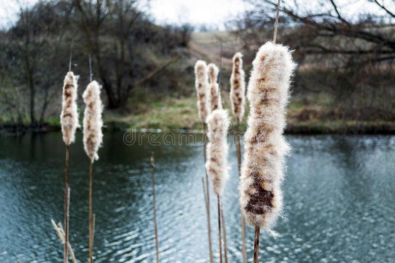 The Bulrush on the River Bank Stock Image - Image of holiday, summer ...