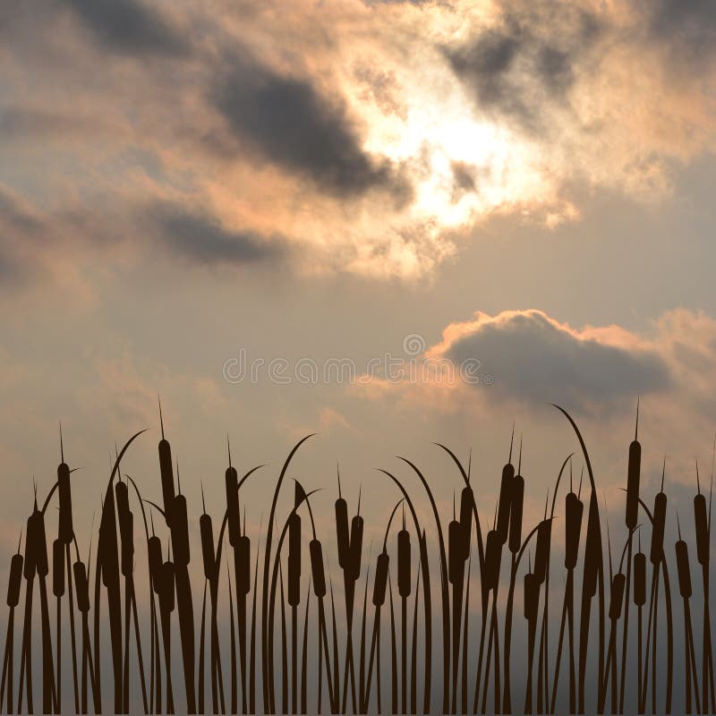 Bulrush Silhouette Against Cloudy Sky Stock Photo - Image of cattail ...