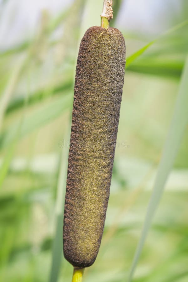 Bulrush - Typha stock image. Image of reedmace, ecological - 96877415