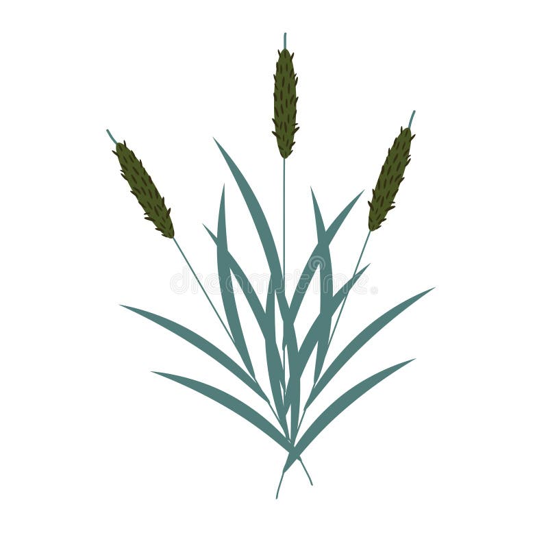 Bulrush Vector Illustration Stock Vector - Illustration of nature ...