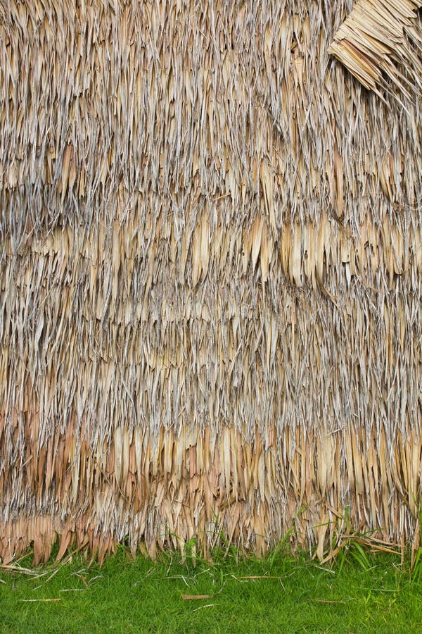 Bulrush wall. stock photo. Image of stalk, pattern, leaf - 21923080