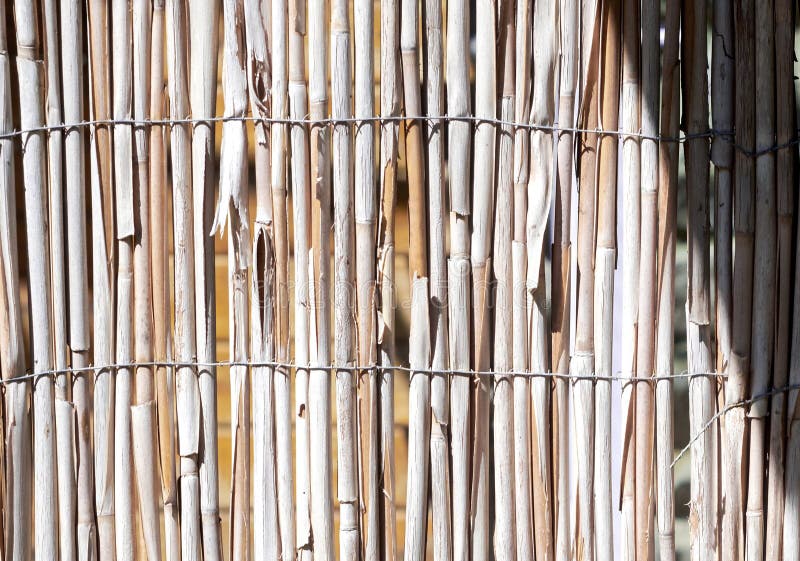 Bulrush wall. stock photo. Image of line, cover, rural - 21922806