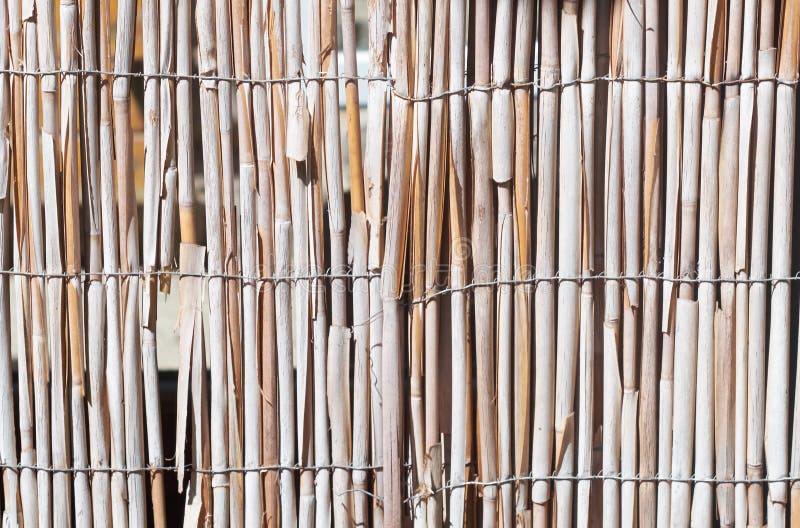 Bulrush wall. stock photo. Image of line, cover, rural - 21922806