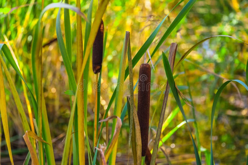 Bulrush in water stock image. Image of rushes, bulrush - 146414601