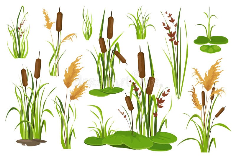 Bulrush Vector Stock Illustrations – 1,334 Bulrush Vector Stock ...