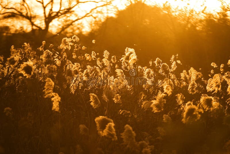 The bulrush stock image. Image of abstract, floral, contour - 18194943