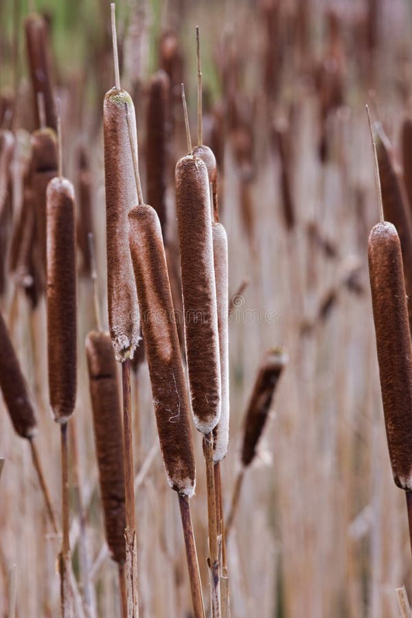 Bulrushes stock photo. Image of bulrush, reedmace, aquatic - 18724726