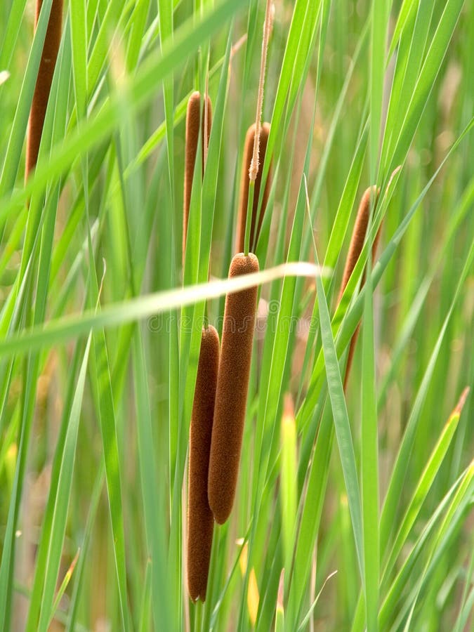 Bulrushes stock photo. Image of rushes, wetland, pond, brown - 191298