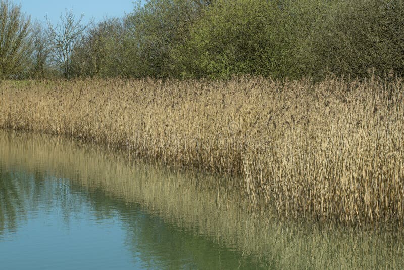 Bulrushes by a Lake stock photo. Image of water, cattail - 70282620