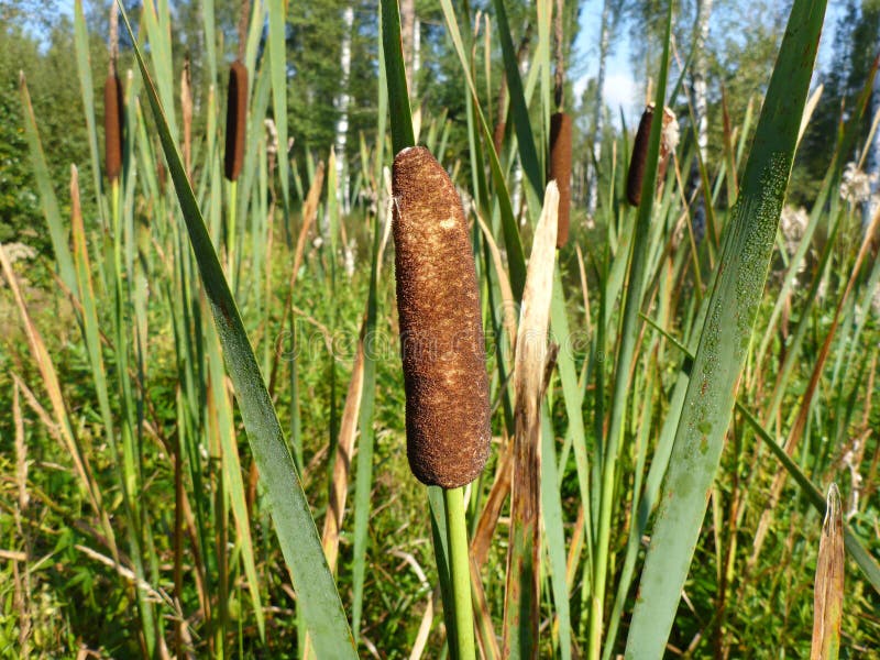Bulrushes stock photo. Image of typha, flora, bullrush - 80683954