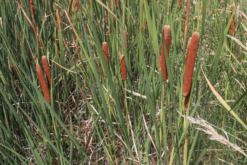 Bulrushes in a Wetlands Flora Reserve Stock Image - Image of birdlife ...