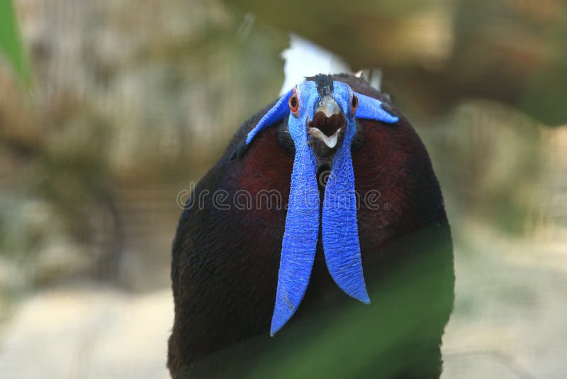 Bulwer pheasant stock image. Image of bird, bulweri - 121072775