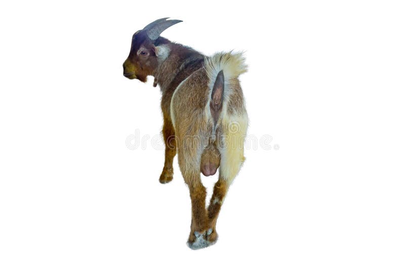 Of goat thai stock image. Image of horns, mammal, countryside - 125998509