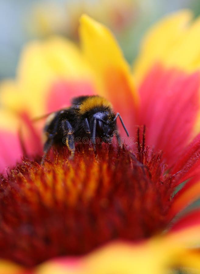 Bumble bee stock photo. Image of pollen, nature, bloom - 13737428