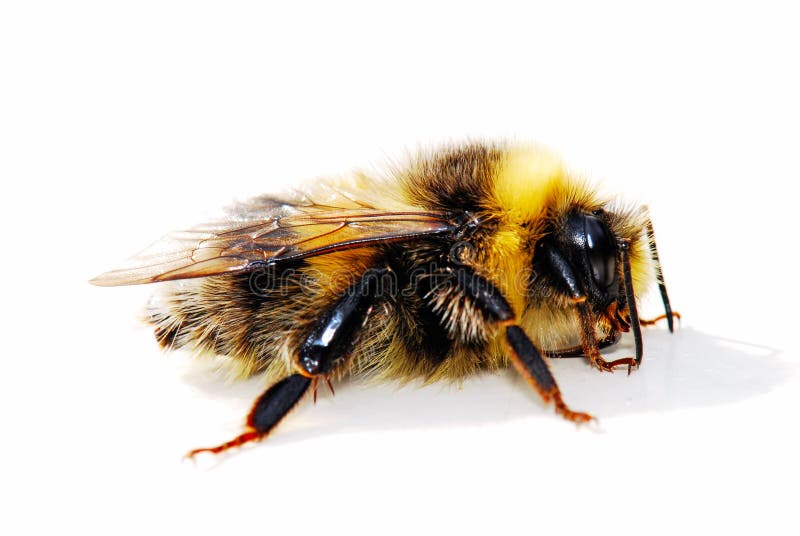 Bumblebee stock image. Image of detail, nature, animals - 15321829