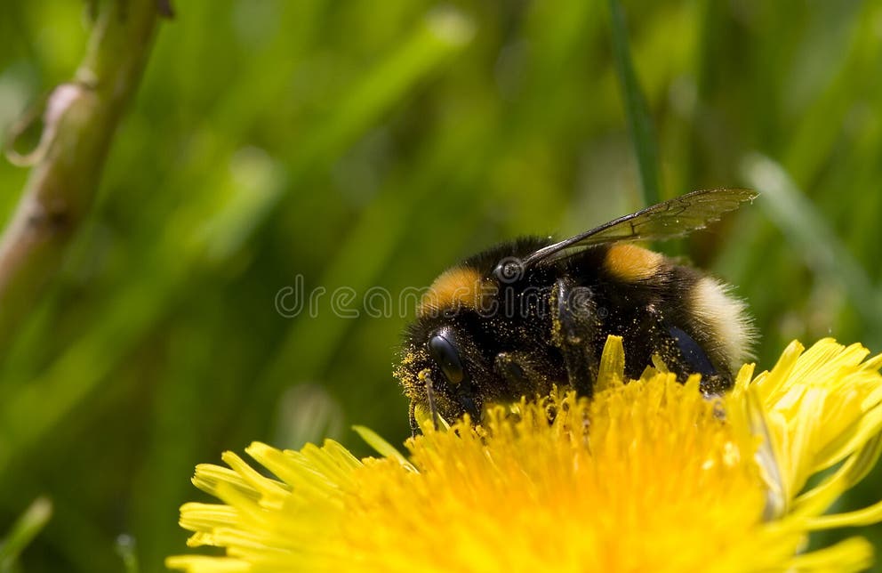 Bumble Bee stock photo. Image of tooth, hymenoptera, bumblebee - 24028936