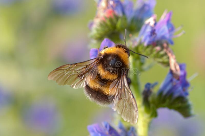 Bumble bee stock image. Image of humble, insect, close - 2669385