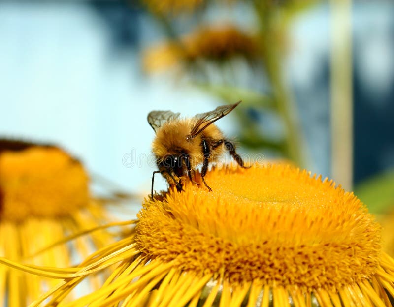 Minnesota Bee Backside stock photo. Image of black, yellow - 107836678