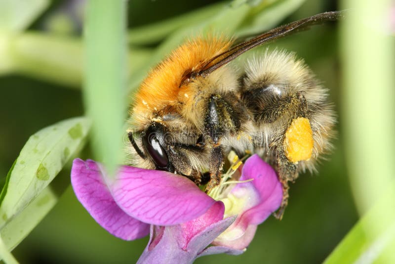 Elephant expressions. stock image. Image of africa, safari - 4994843
