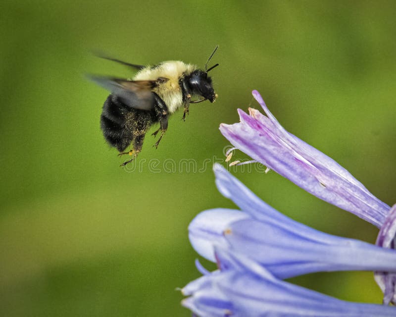 Bumble Bee Approaching Hosta Bloom Stock Photo - Image of approaching ...