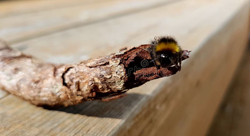 Bumble bee stock photo. Image of wood, bumble, piece - 102876506