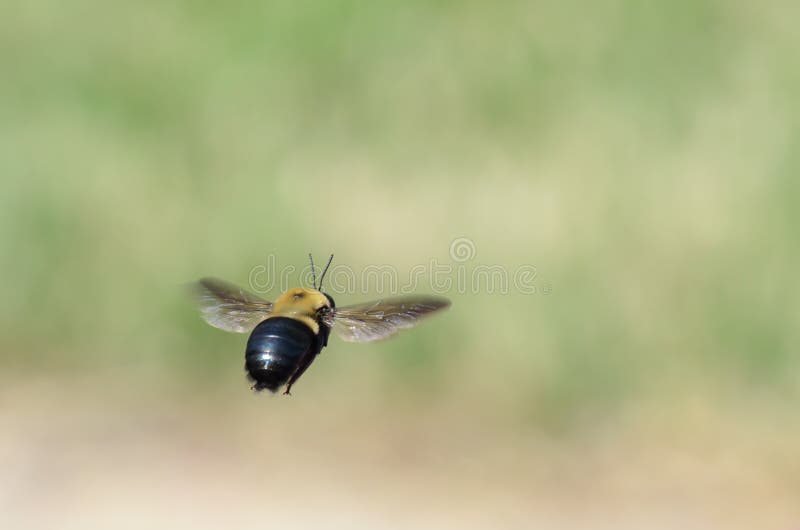 Bumble Bee in Flight stock image. Image of nectar, meadow - 53621529