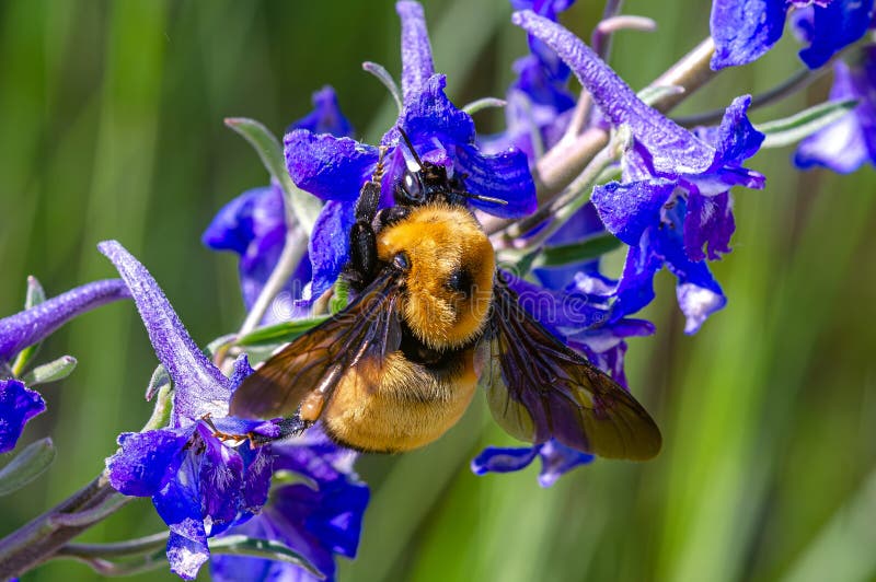 Bumble Bee on Blue Flowers with a Green Background Stock Image - Image ...