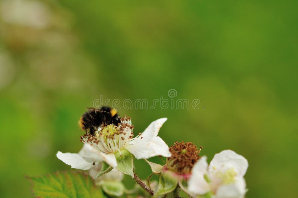Bumble bee on bramble stock image. Image of england, nature - 97533095